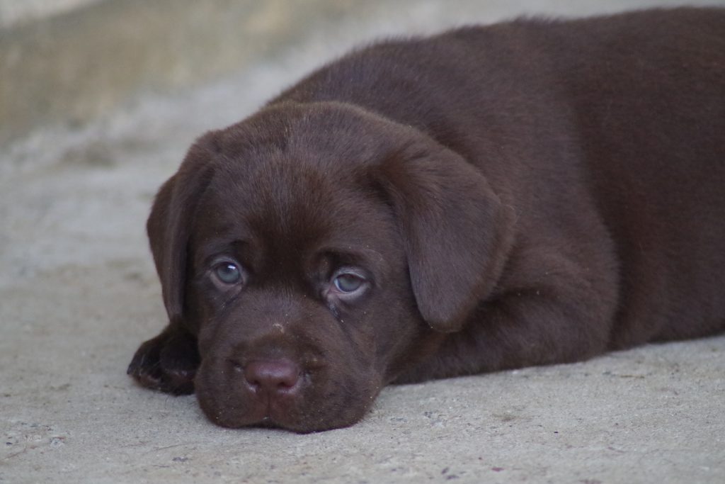 Chiot marron 2 - Elevage Labradors de la Vallée de Bretignolle
