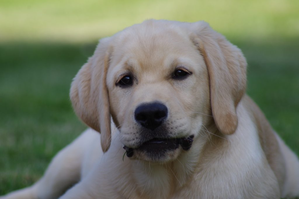 Chiot Crème - Elevage Labradors de la Vallée de Bretignolle