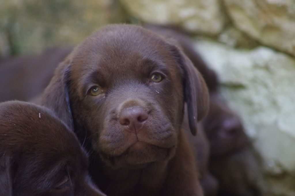 Chiot Marron - Elevage Labradors de la Vallée de Bretignolle